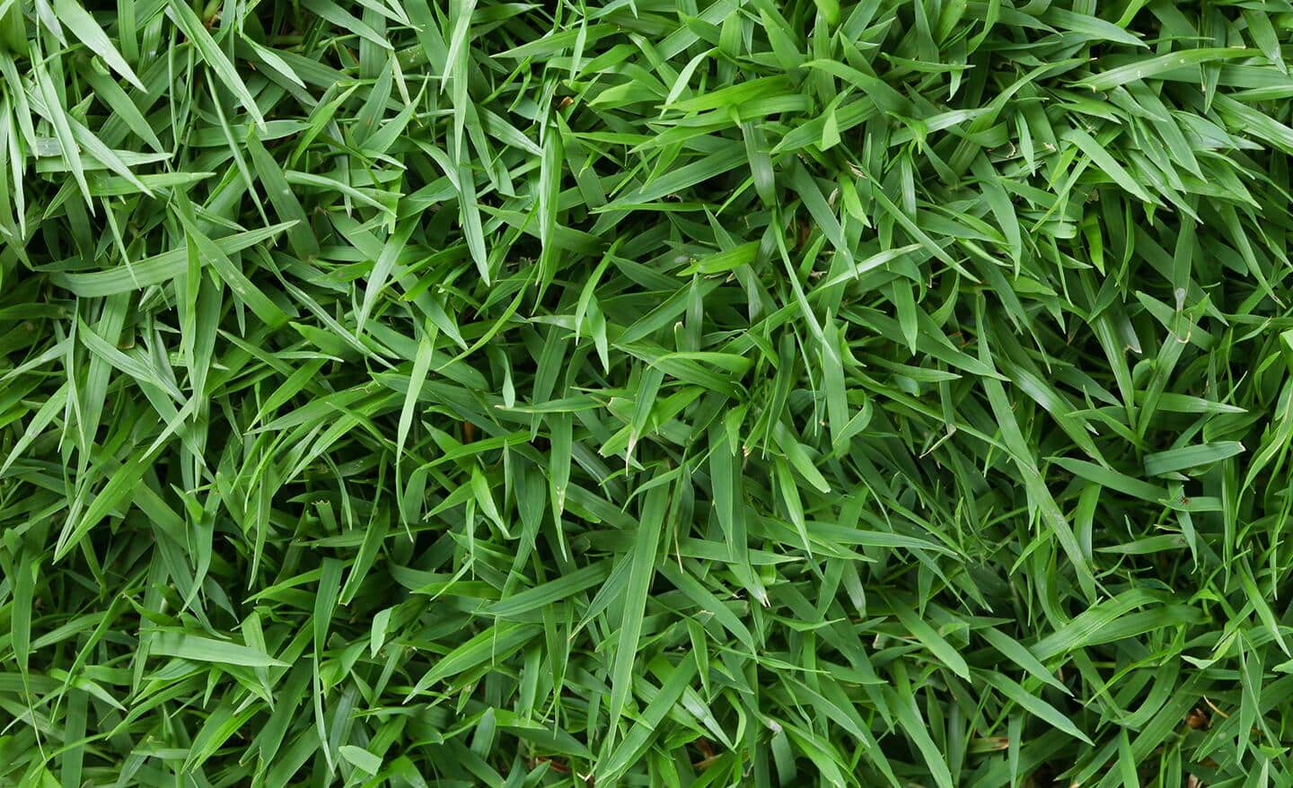 Types of Grass for Your Yard The Home Depot